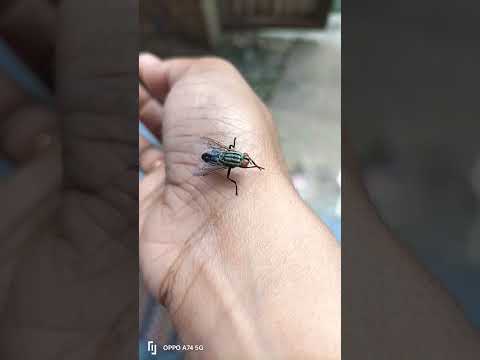 funny house fly#buzzing sound#shorts #pls #subscribe🤗