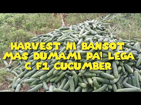 PINAKARAMING HARVEST SA BANSOT : LEGA C F1 CUCUMBER - YouTube