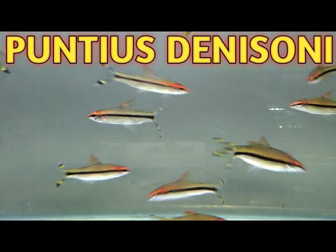ikan puntius denisoni - YouTube