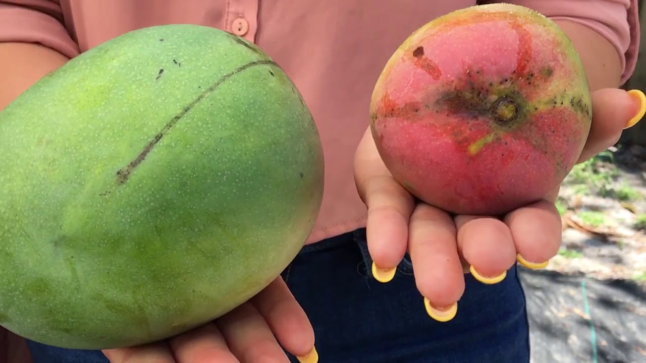 Meet the caretaker of the Hatcher Mango Hill in Lantana - YouTube