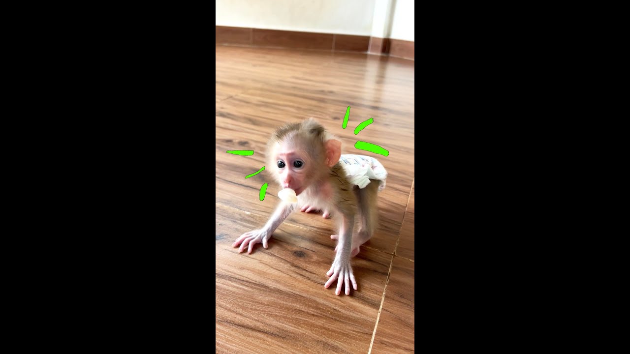 Alert & Alarming Maddox Always Detect Strange Thing Around His With His Curious Ear - YouTube