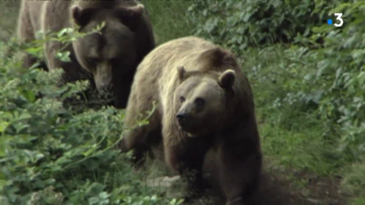 Il y avait au moins 43 ours dans les Pyrénées en 2017 - YouTube