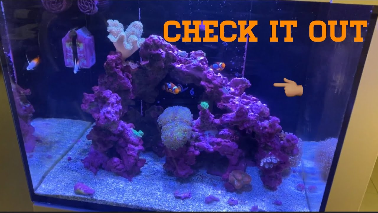 Aquarium Service on Red Sea Reefer 170 and a School Tank - YouTube
