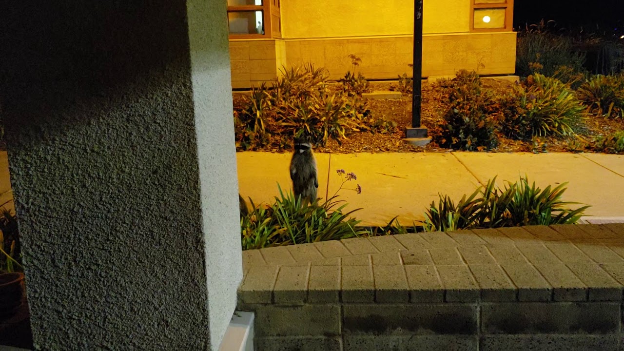Raccoons Outside my Window - YouTube