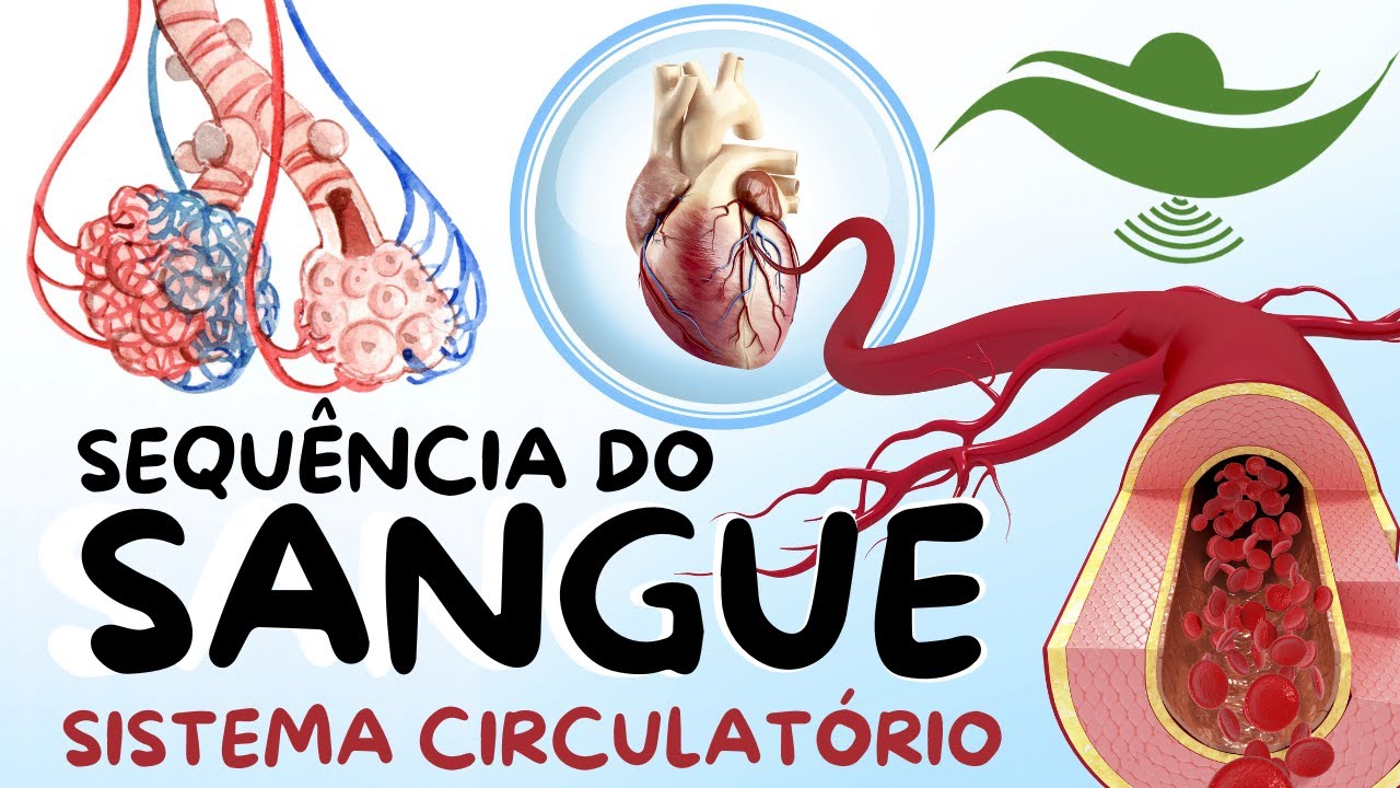 Sistema Circulatório - Sequência do Sangue no corpo Humano - YouTube