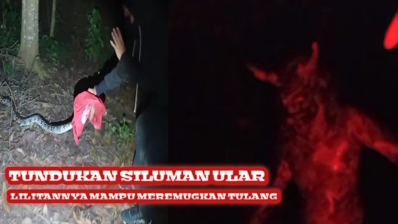 PREMIER TUNDUKKAN SILUMAN ULAR TERBESAR - YouTube