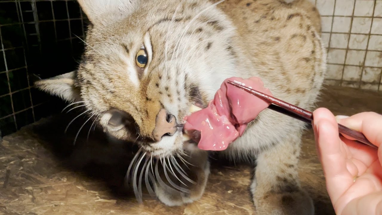 Wild lynx eats its prey - YouTube