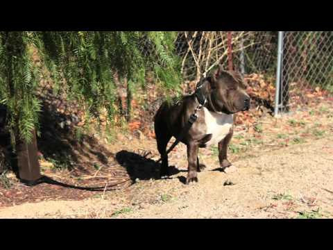 ABKC Grand Champion Homie - YouTube