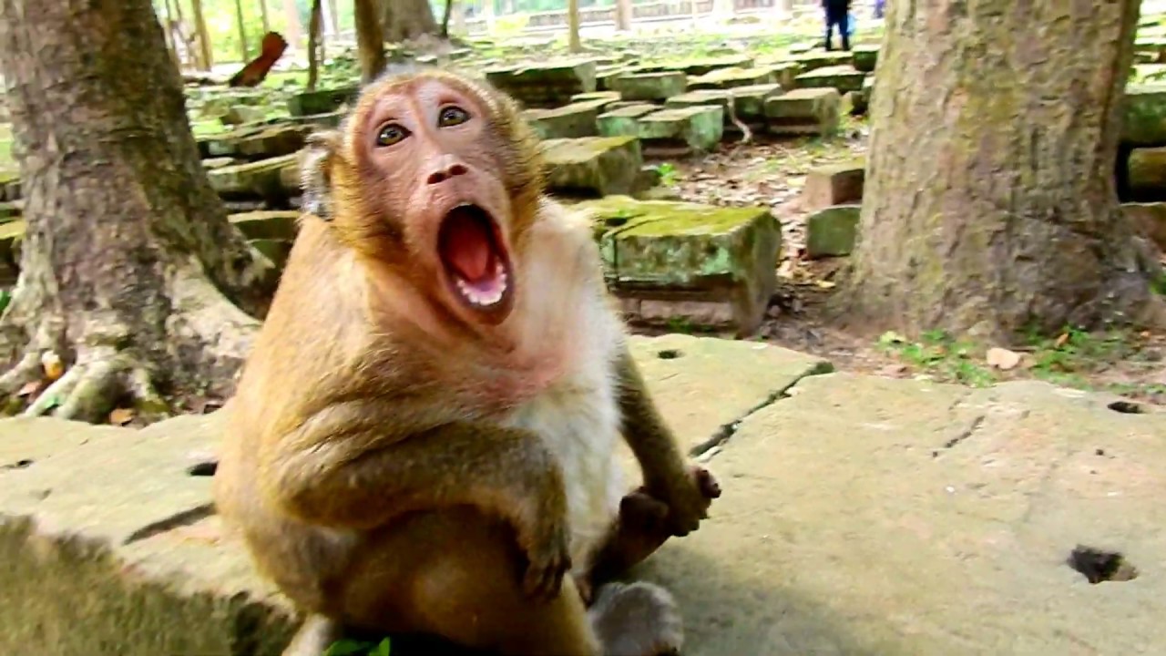 OMG! Screaming Quite Sweet Pea - What Happen on SP Why Open Big Mouth ...