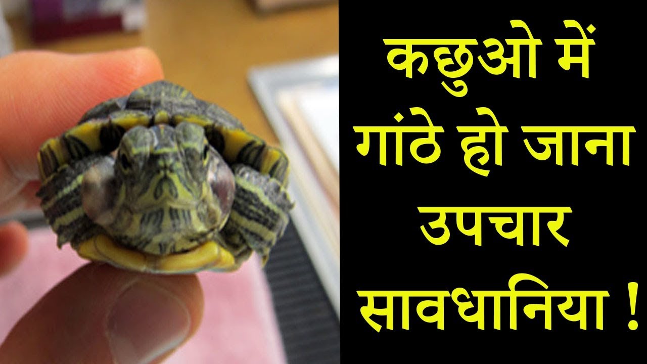कछुओ में गांठे हो जाना || abscess in turtle || Treatment || Dr Nagender ...