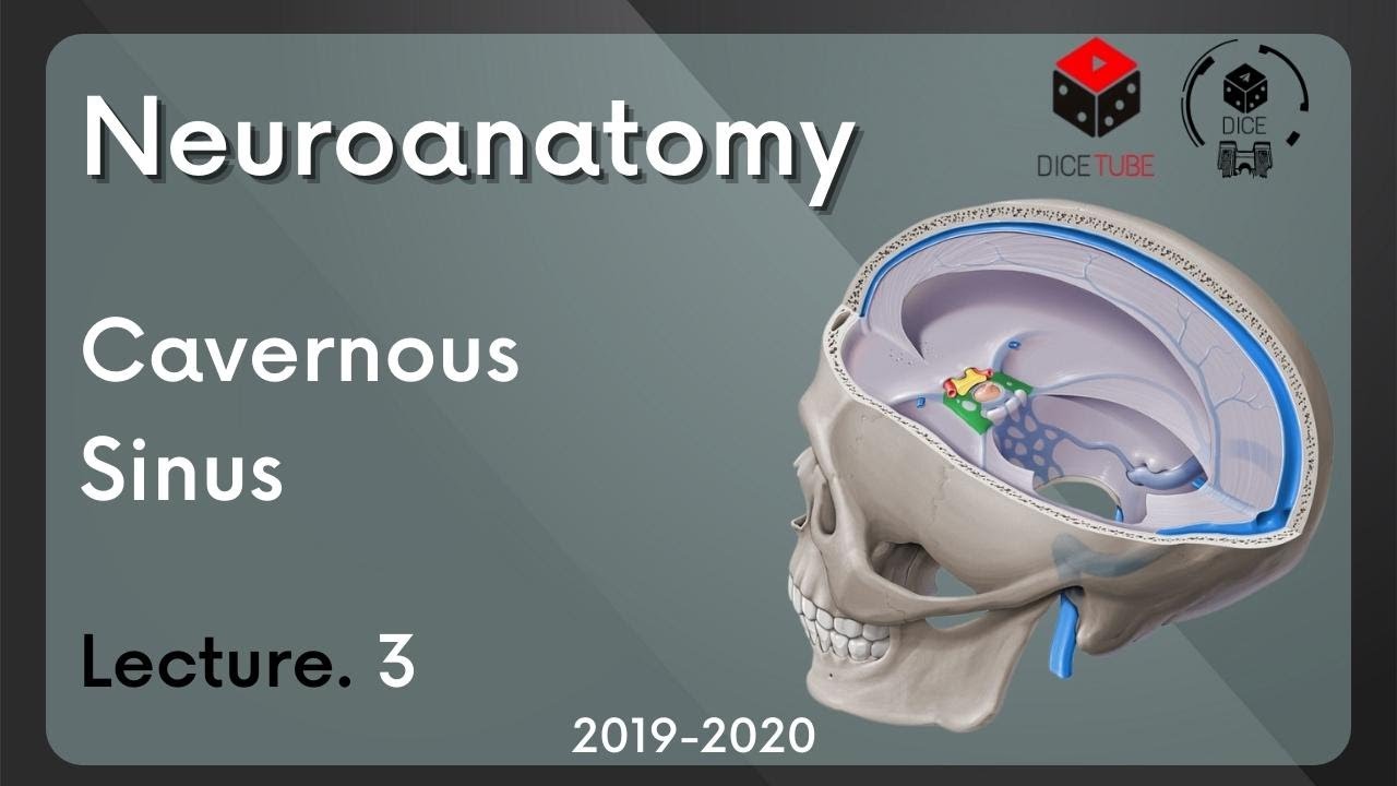 Neuroanatomy | Cavernous Sinus - YouTube