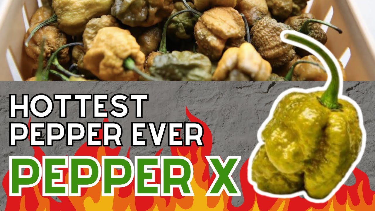 What Makes Pepper X the Hottest Pepper Ever? - YouTube