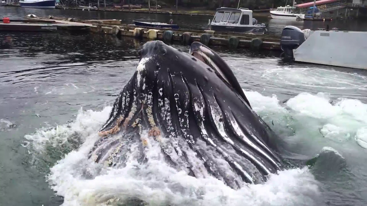 Humpback Whale Docks at Alaska Marina WOW - YouTube