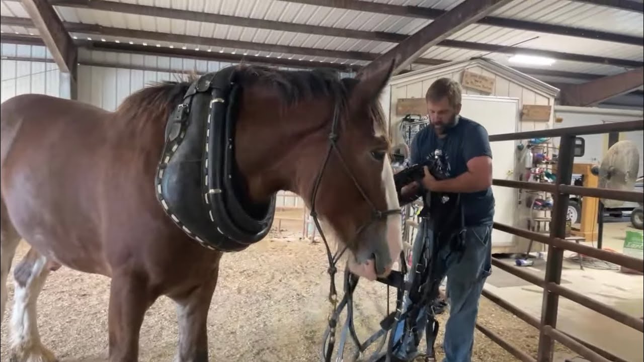 LIVE Harness Tack Up With Oliver! - YouTube