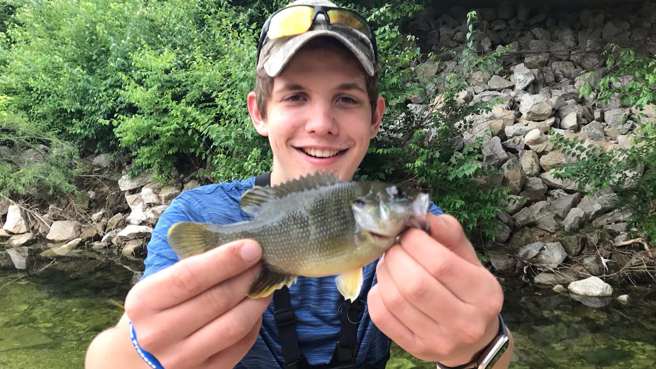 Catching bluegill in a TINY PUDDLE! (Underwater Footage) - YouTube