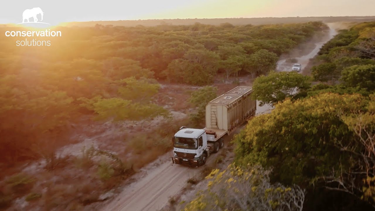 First ever in-country Elephant translocation in Mozambique - 2021 - YouTube