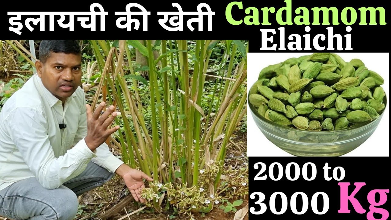 Cardamom farming in India, इलाइची की खेती, 2000 to 3000 kg, Cardamom ...