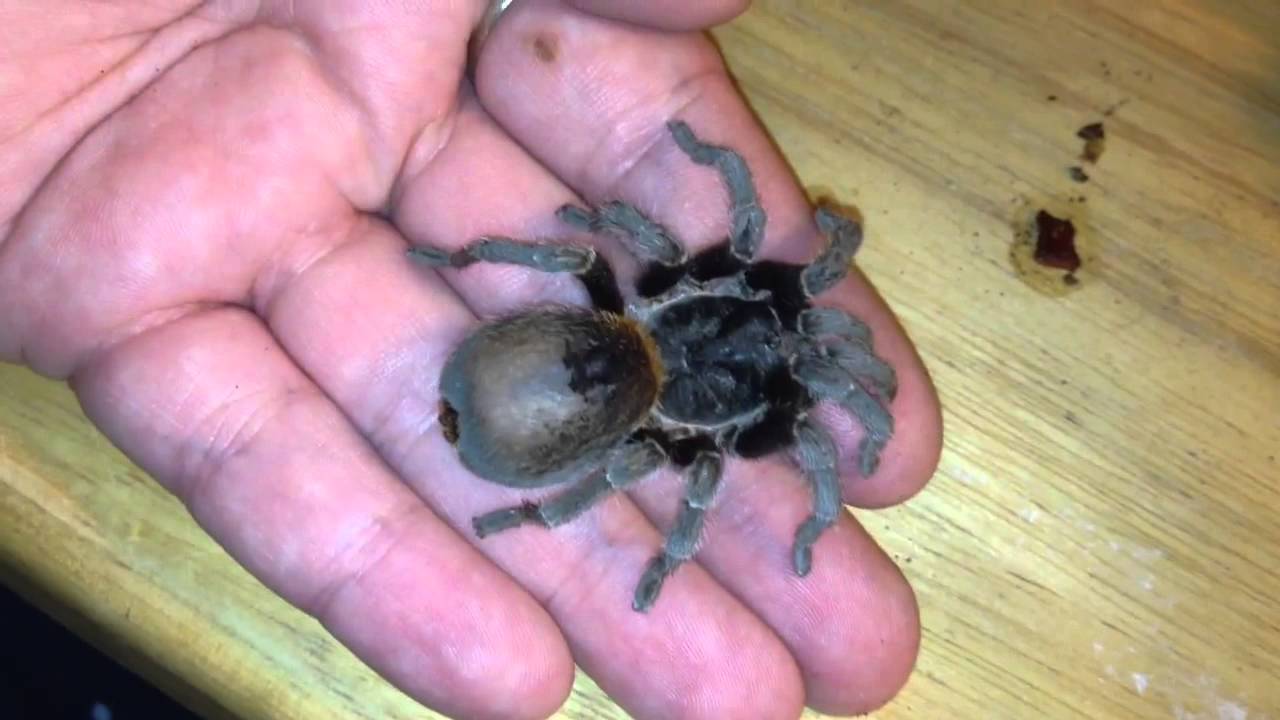 Best Beginner Tarantula - Euathlus sp Red - Caresheet and Info - YouTube