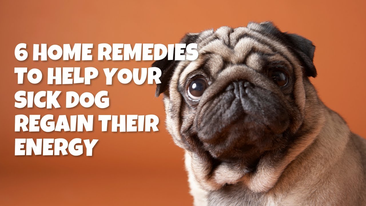 6 Natural Home Remedies to Help Your Lethargic Dog Regain Their Energy ...