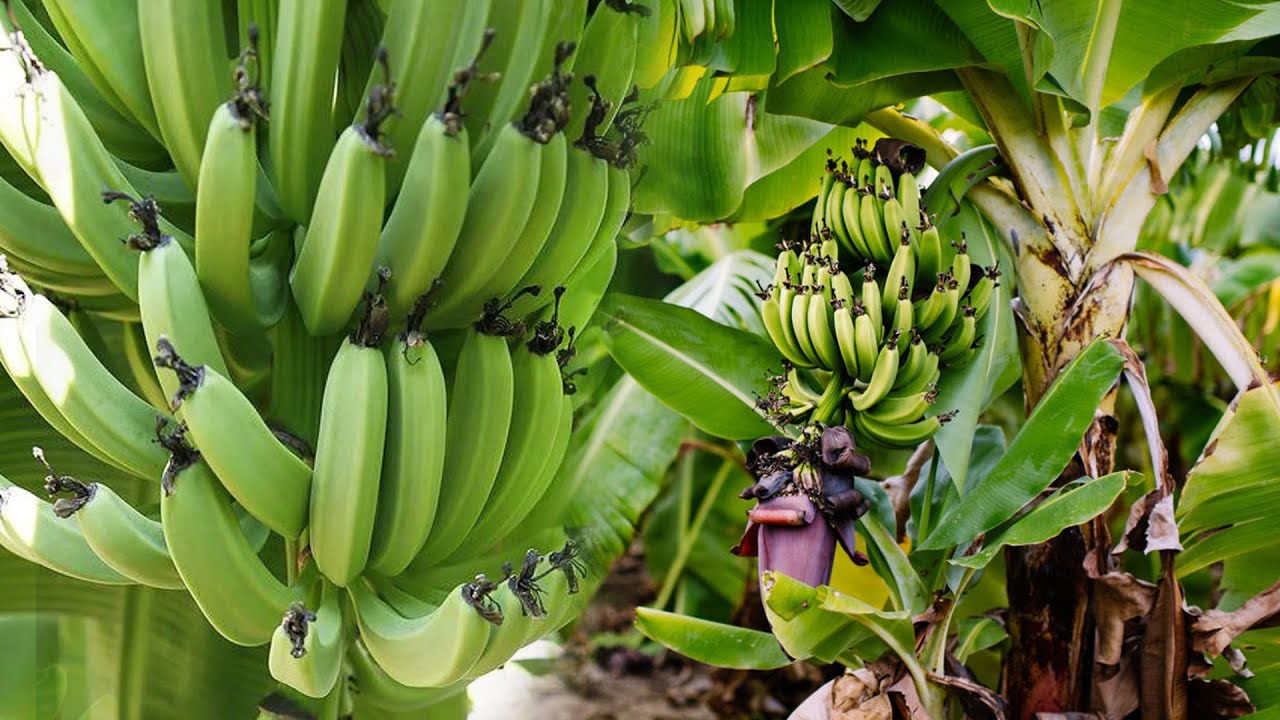 Dwarf Cavendish Banana Plant ~ Bim Kesel (Musa acuminata) - YouTube