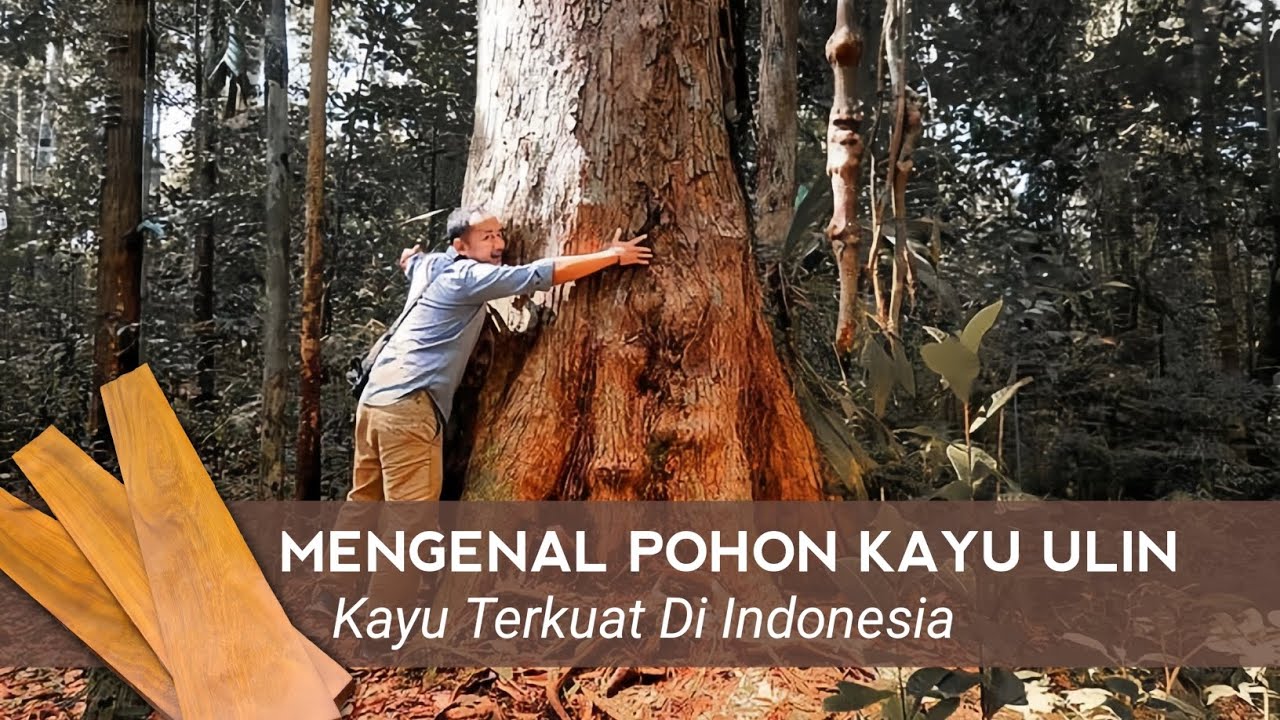 Kayu Terkuat di Indonesia Kayu Ulin/Belian yang banyak Diburu para ...