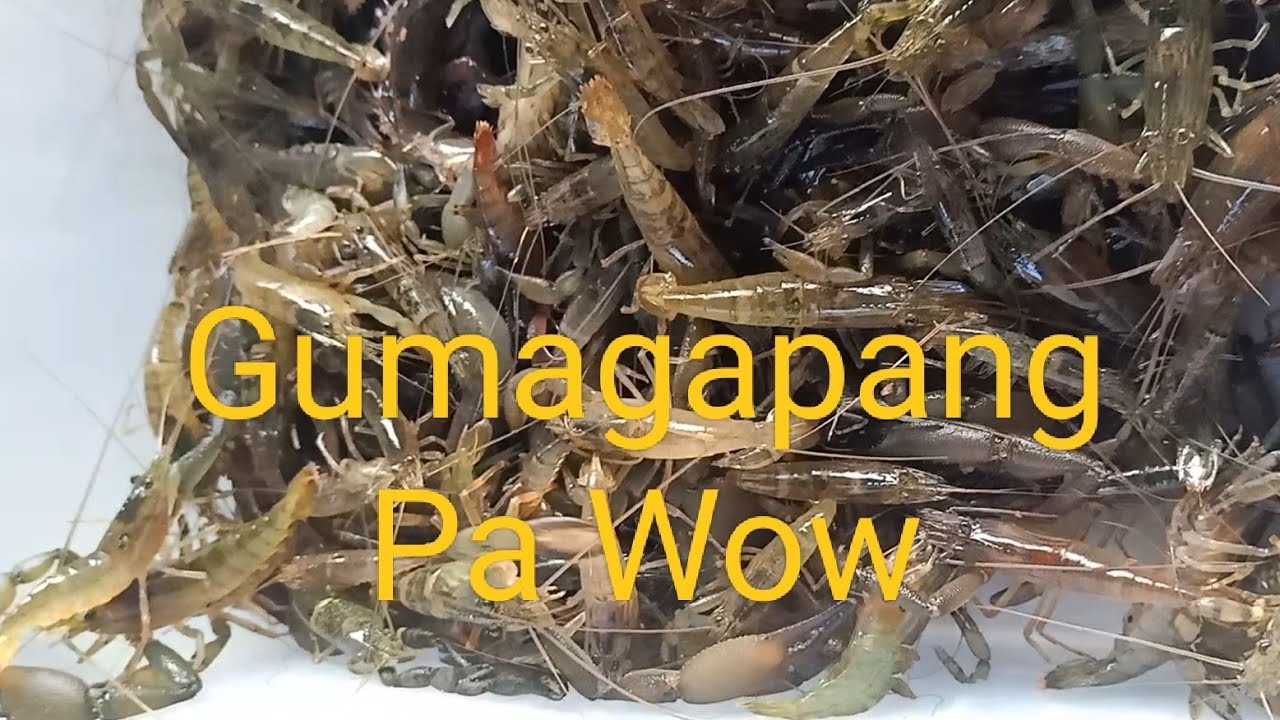 Shrimps Na Sariwa, Gumagapang Pa//Jumping Salad Matik Na - YouTube