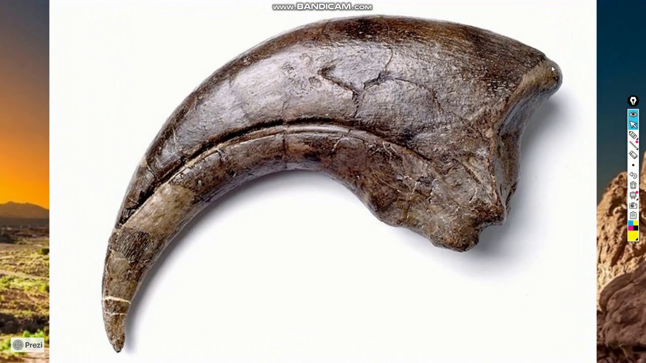 Science Prep 2 Unit 3 Lesson 1 Fossils - YouTube