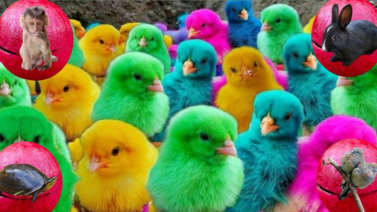 Tangkap Ayam Warna Warni, Ayam Reborn, Ayam Teletubbies, Monyet, Marmut ...