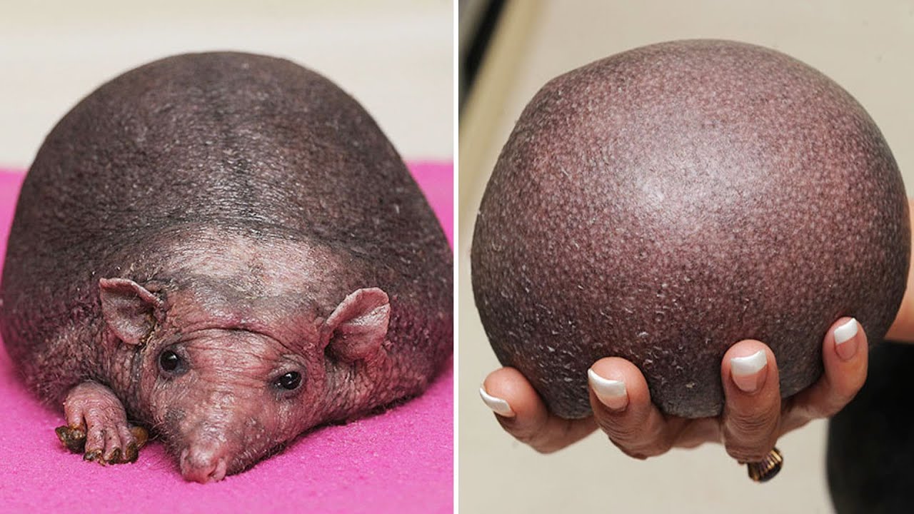 Despite Being Born Without Spikes, This Charming Hedgehog Is Adorable ...