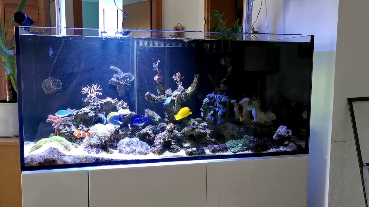 Vorstellung Aqua Illumination Hydra 26 HD und Erklärung Meerwasser LED ...