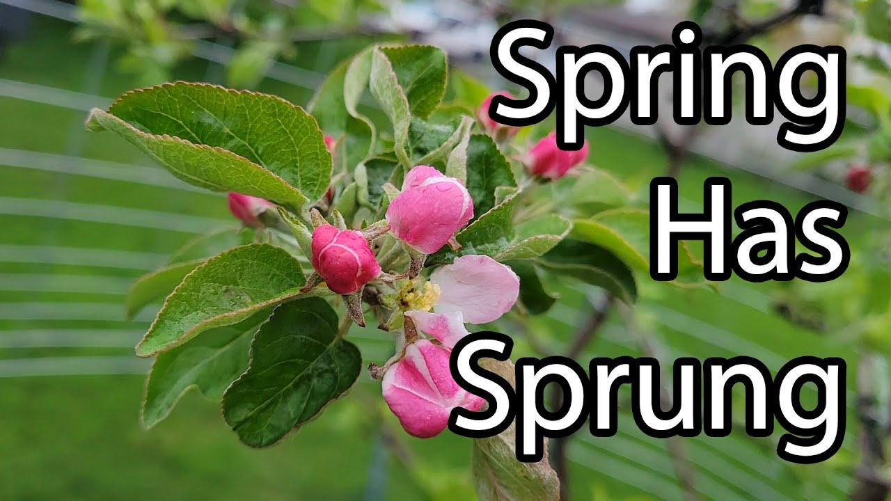 Early Spring Fruit Trees - YouTube