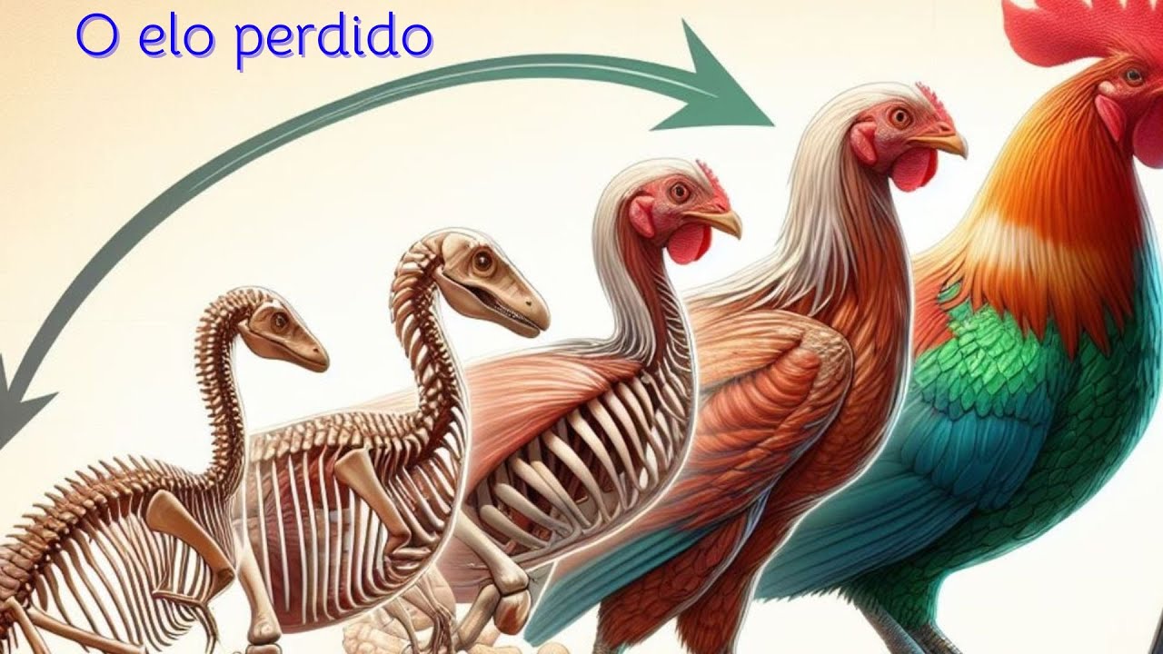 A Incrível evolução da Galinha - YouTube