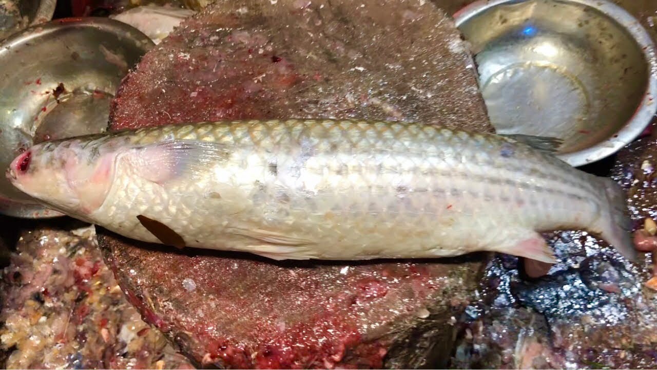Incredible Big Batta Fish Cutting Skills In Fish Market | Fish Fillet ...