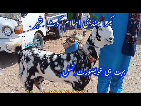 islam kot bakra Mandi latest updates today all mix Goat amazing video ...