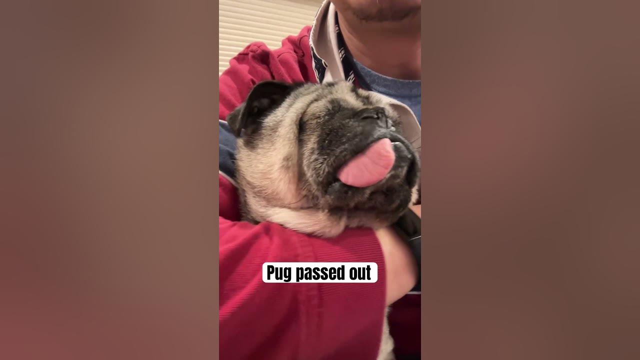 Pug pug pug chokehold #pugsandor - YouTube