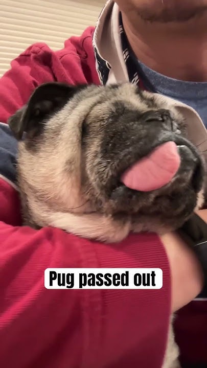 Pug pug pug chokehold #pugsandor - YouTube