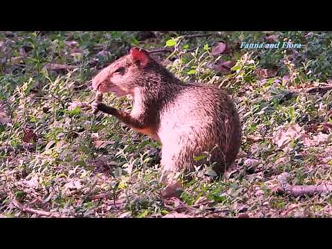 AGOUTI, DASYPROCTA AGUTI, (DASYPROCTA), CUTIA, Gnawing the fruit of  Enterolobium contortisiliquum.