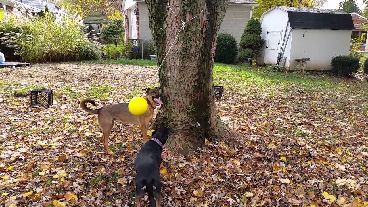 Girls playing tetherball #3 - YouTube