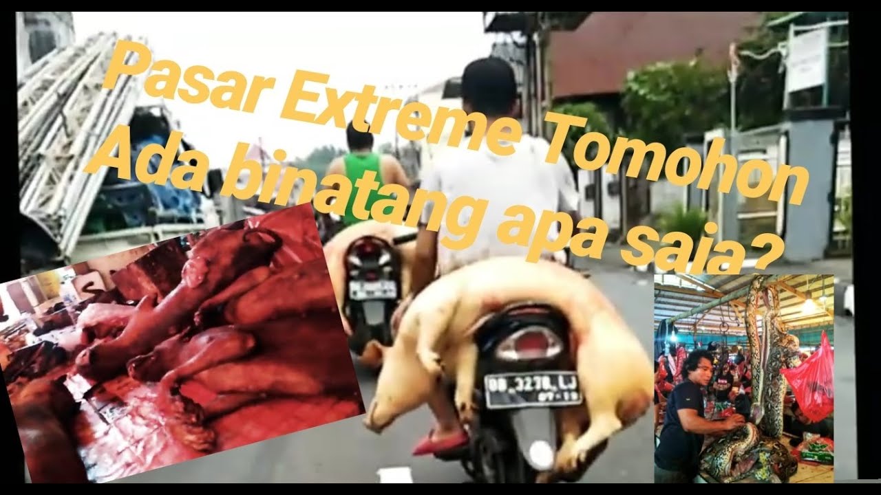 Pasar Extreme Tomohon SulUt, ada hewan apa saja di pasar? #pasartomohon ...