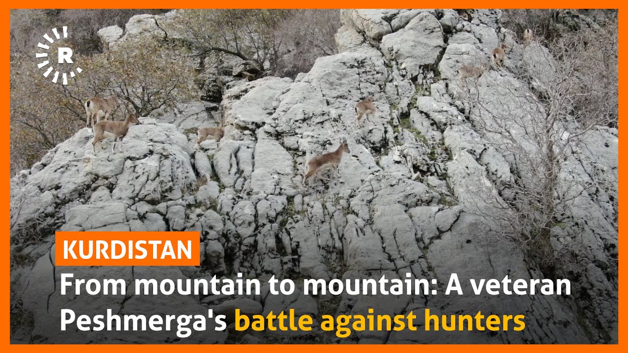 From mountain to mountain: A veteran Peshmerga's battle against hunters ...