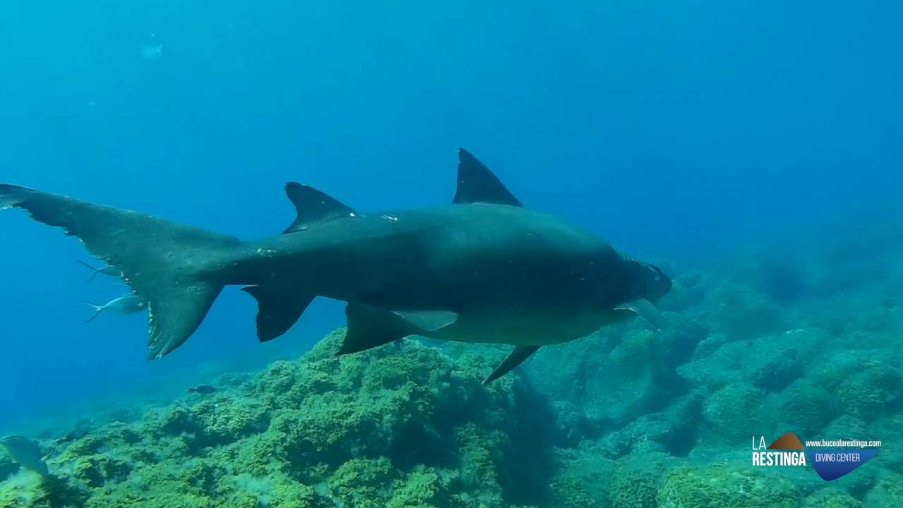 TIBURÓN SOLRAYO Y MANTAS EN EL HIERRO 2016 - YouTube