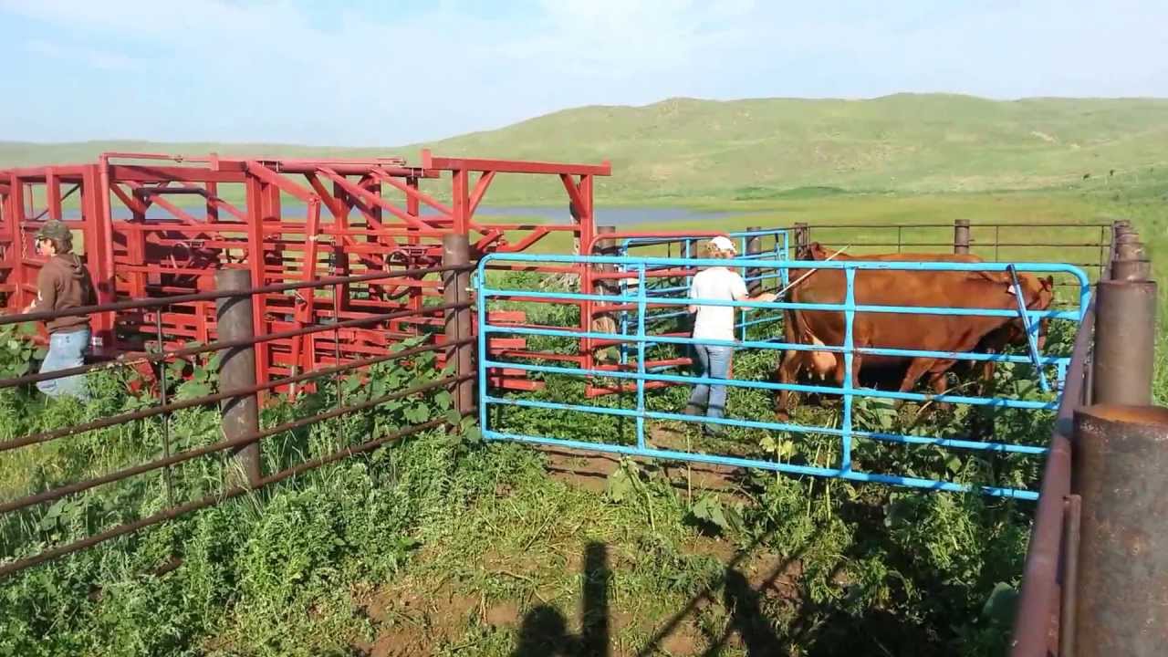 Low stress cattle handling - YouTube