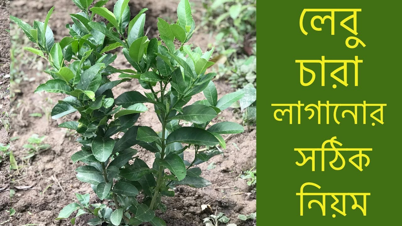 লেবু চারা লাগানোর সঠিক নিয়ম। How to grow lemon tree | Repotting lemon ...