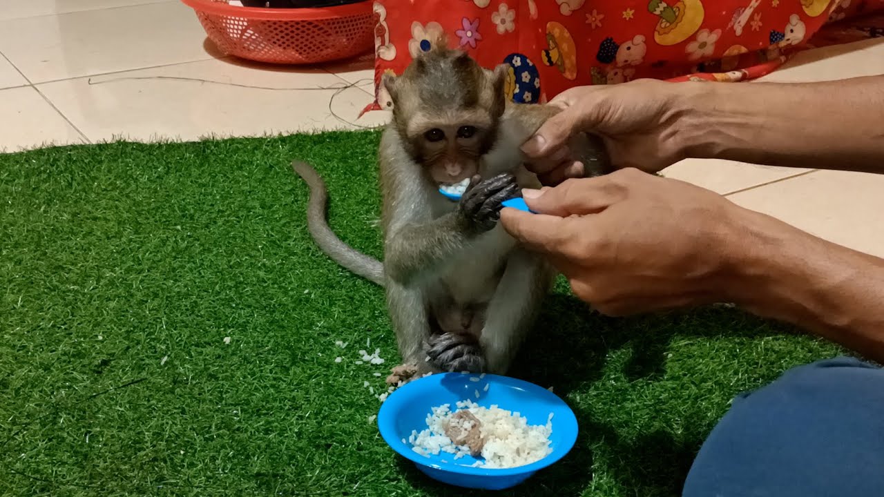 Monkey eating rice for dinner | Monkey zilong - YouTube