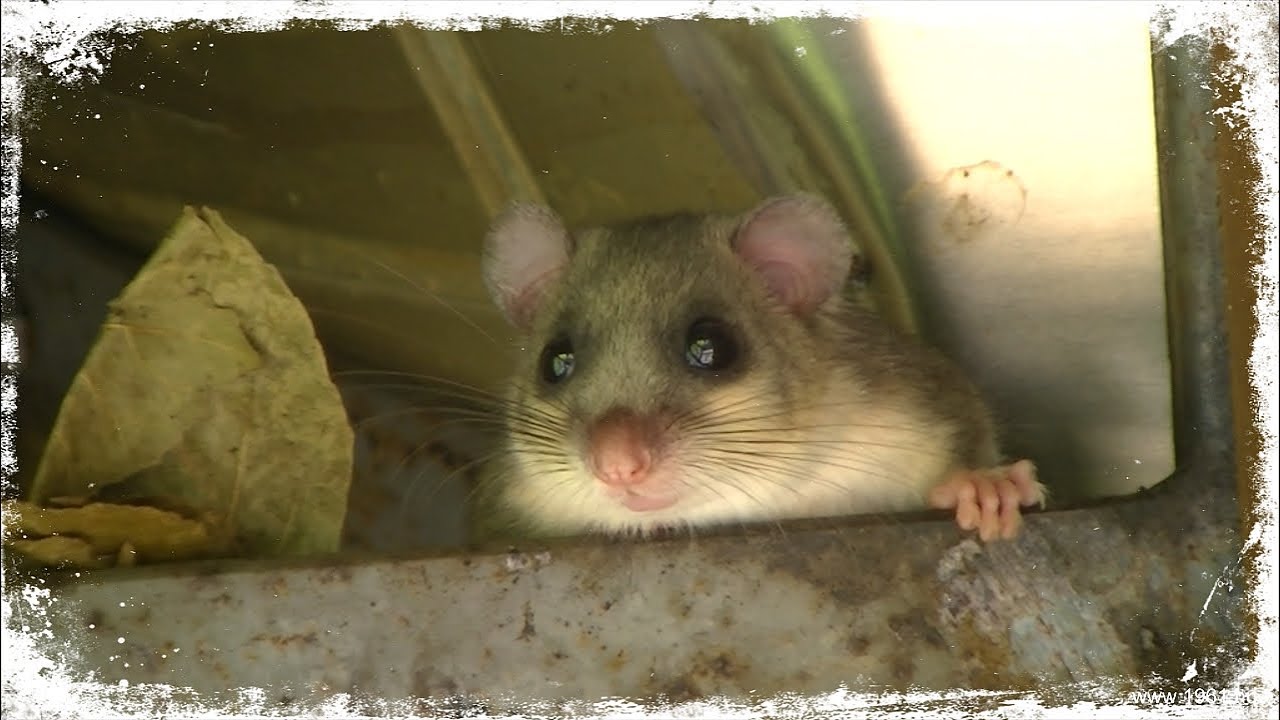 Nagy pele család a kilátóban - YouTube