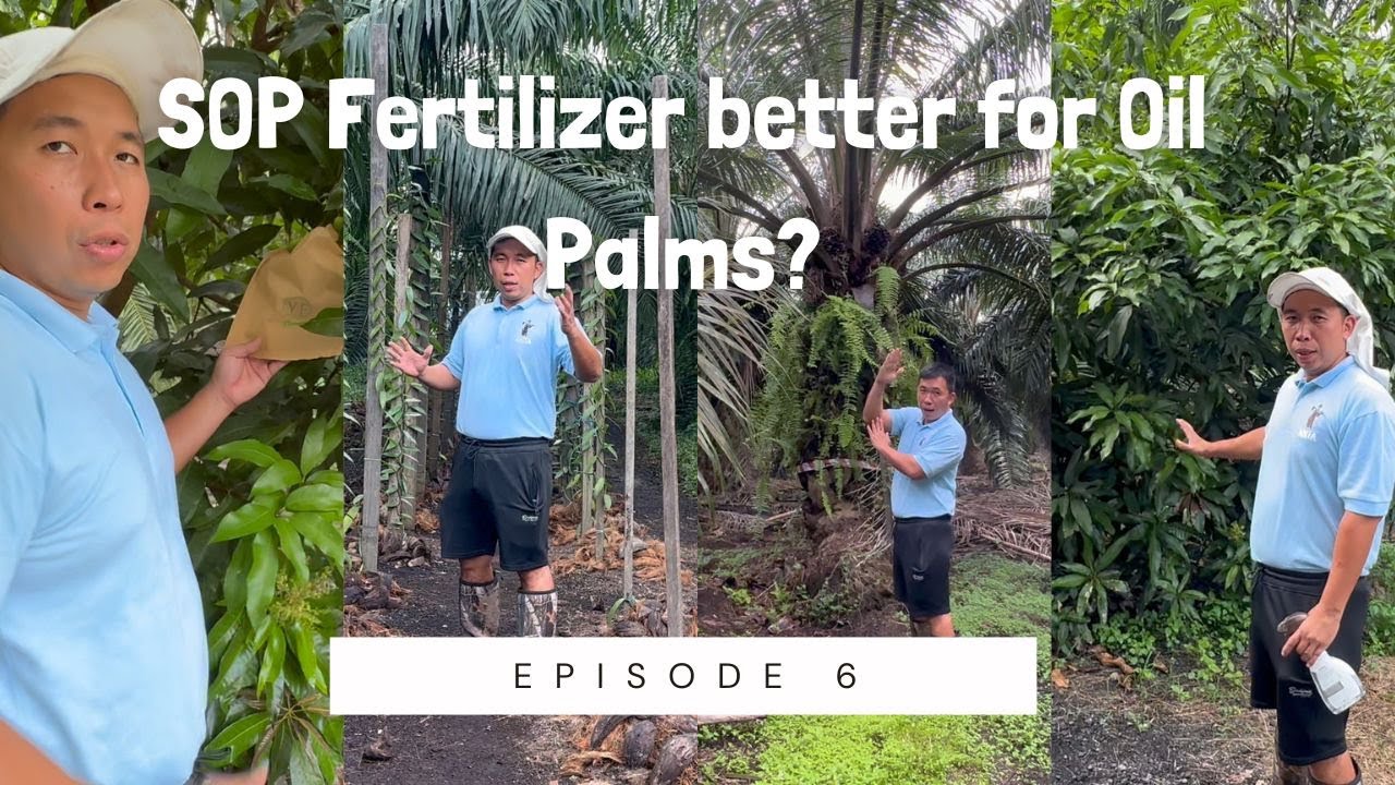 Is SOP Fertilizer better for Oil Palms? - Episode 6 - YouTube