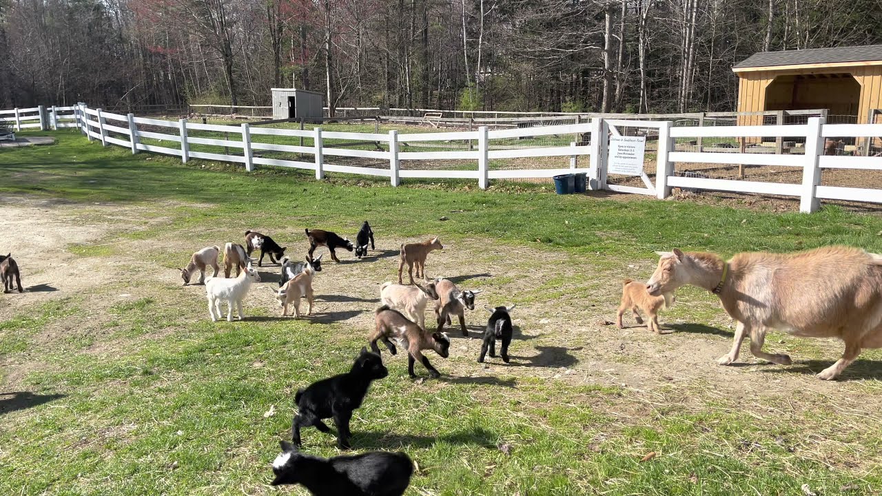 Baby Goats Hop on Mom! - YouTube