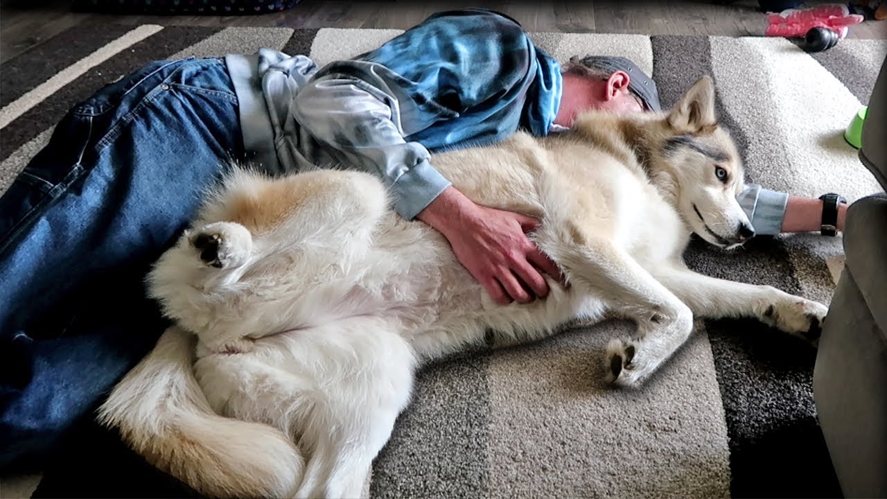 All The Huskies Still Need Snuggles - YouTube