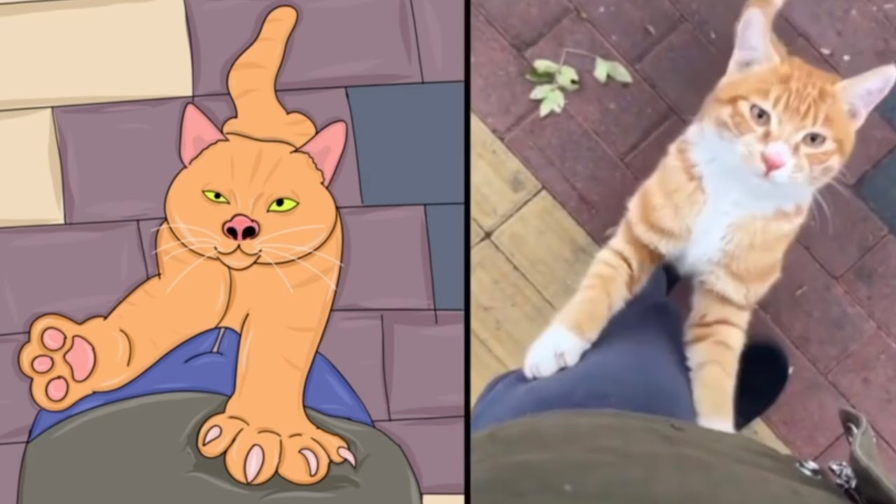 Cats drawing memes 😆drawing funniest animals with cat faces 😆 trending ...