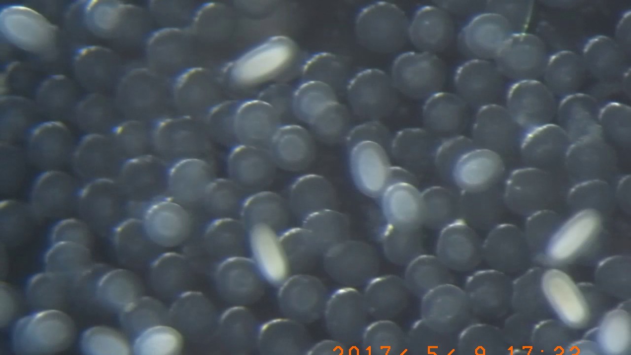 This year's first Planula larva of Aurelia sp.(Part 1) - YouTube